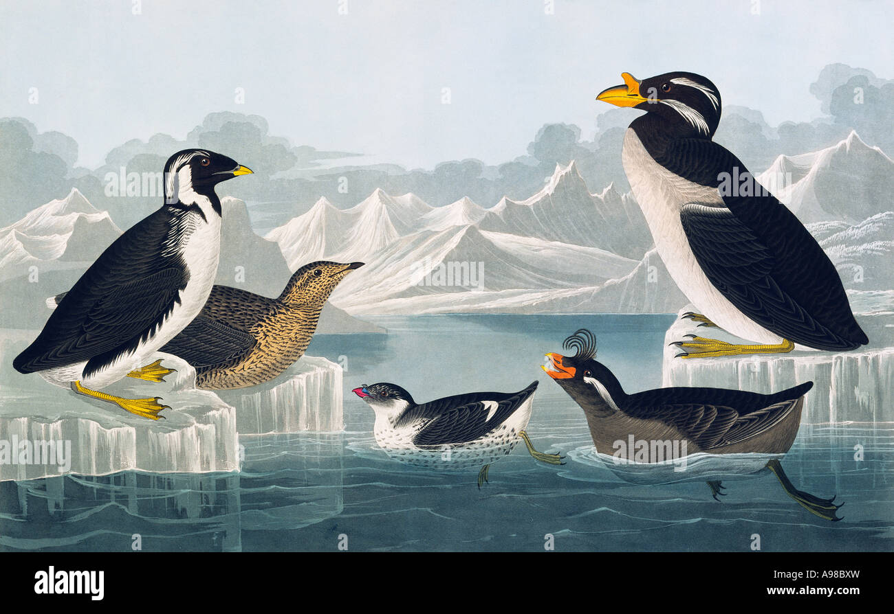 Synthliboramphus antiquus Aethia cristatella A pusilla Cerorhinca ...