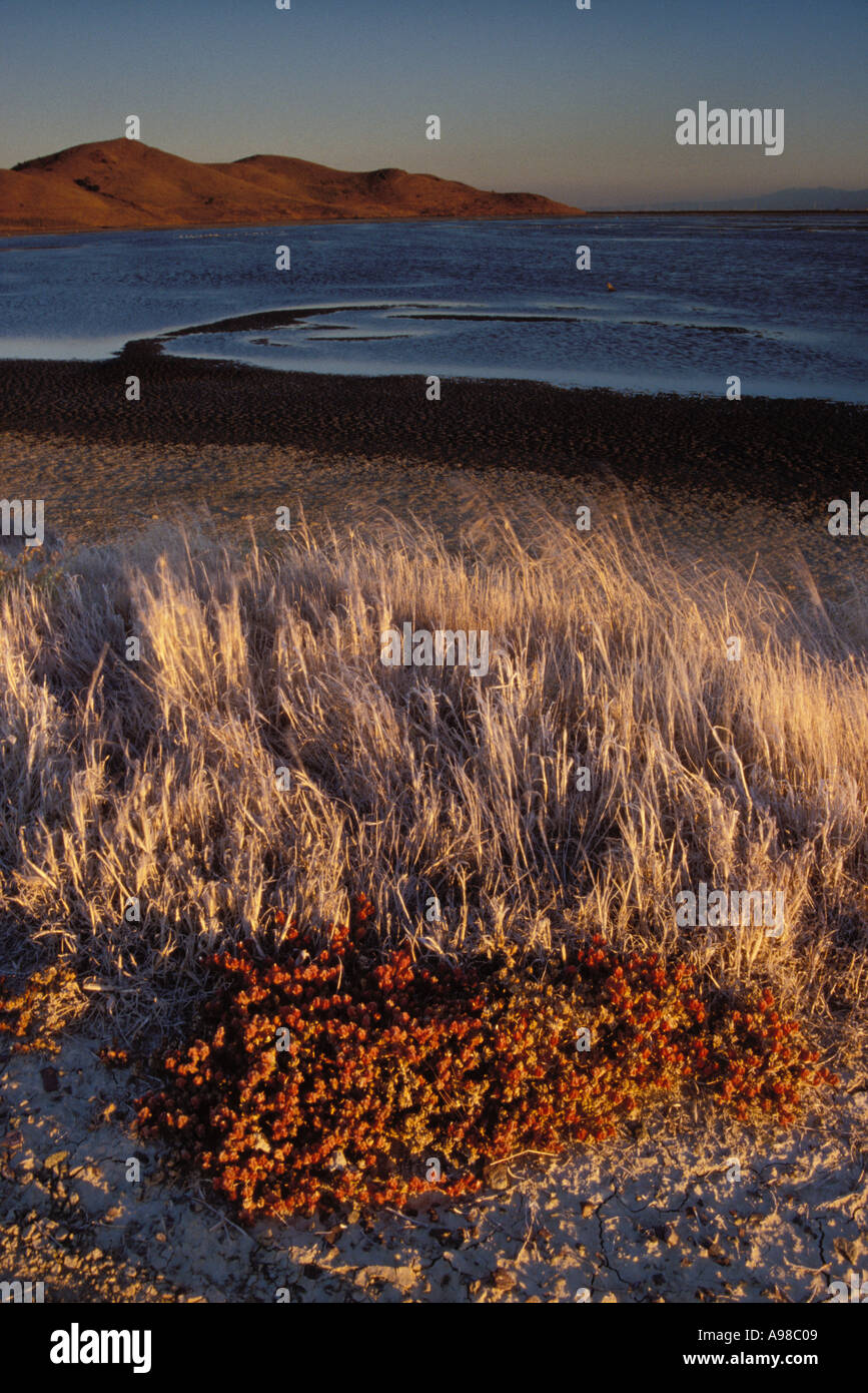 Pickleweed california hi-res stock photography and images - Alamy