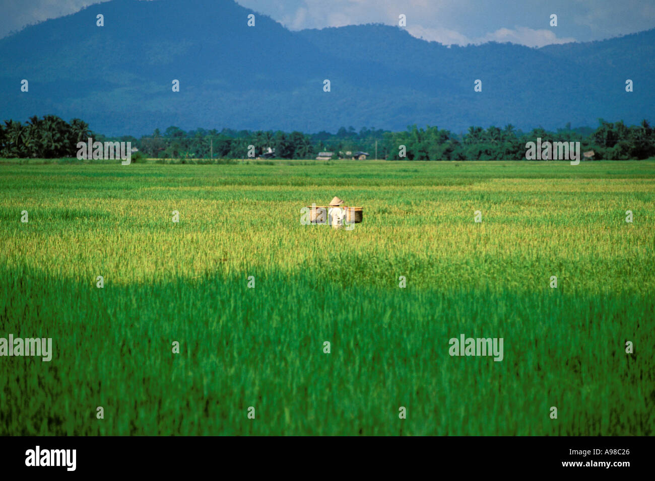 Laos, Vientiane Province, Rice fields Stock Photo - Alamy