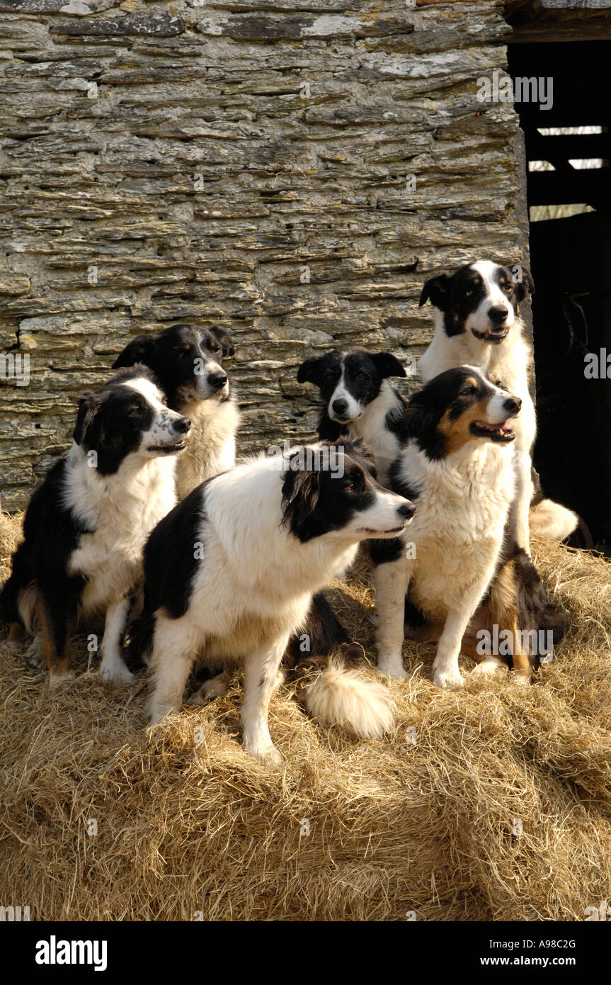 group of sheepdogs sat on straw Stock Photo - Alamy