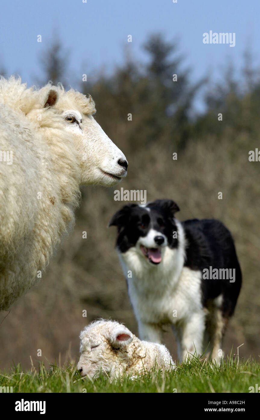 Lambing hill farmer traditional shepherd hi-res stock photography and ...