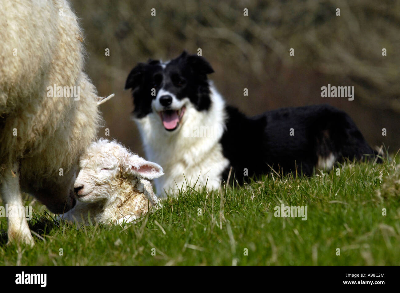 sheepdog at work during lambing season nr Mortehoe, devon Stock Photo ...