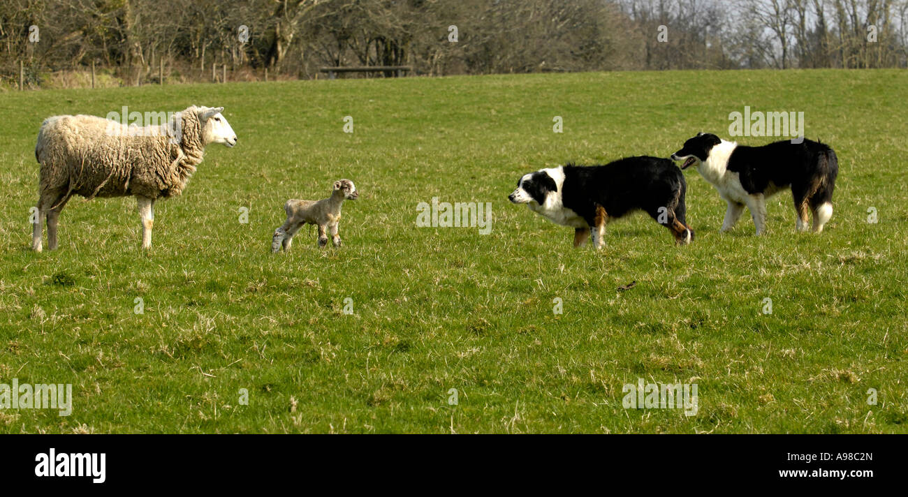 sheepdogs at work during lambing season nr Mortehoe, devon Stock Photo ...