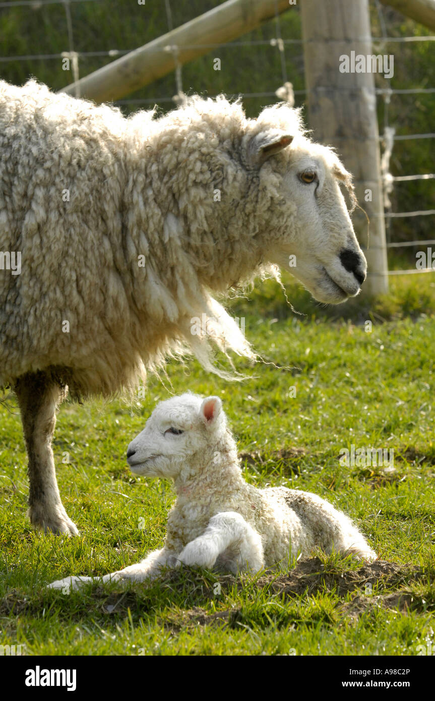 a lamb and ewe during lambing season Stock Photo - Alamy