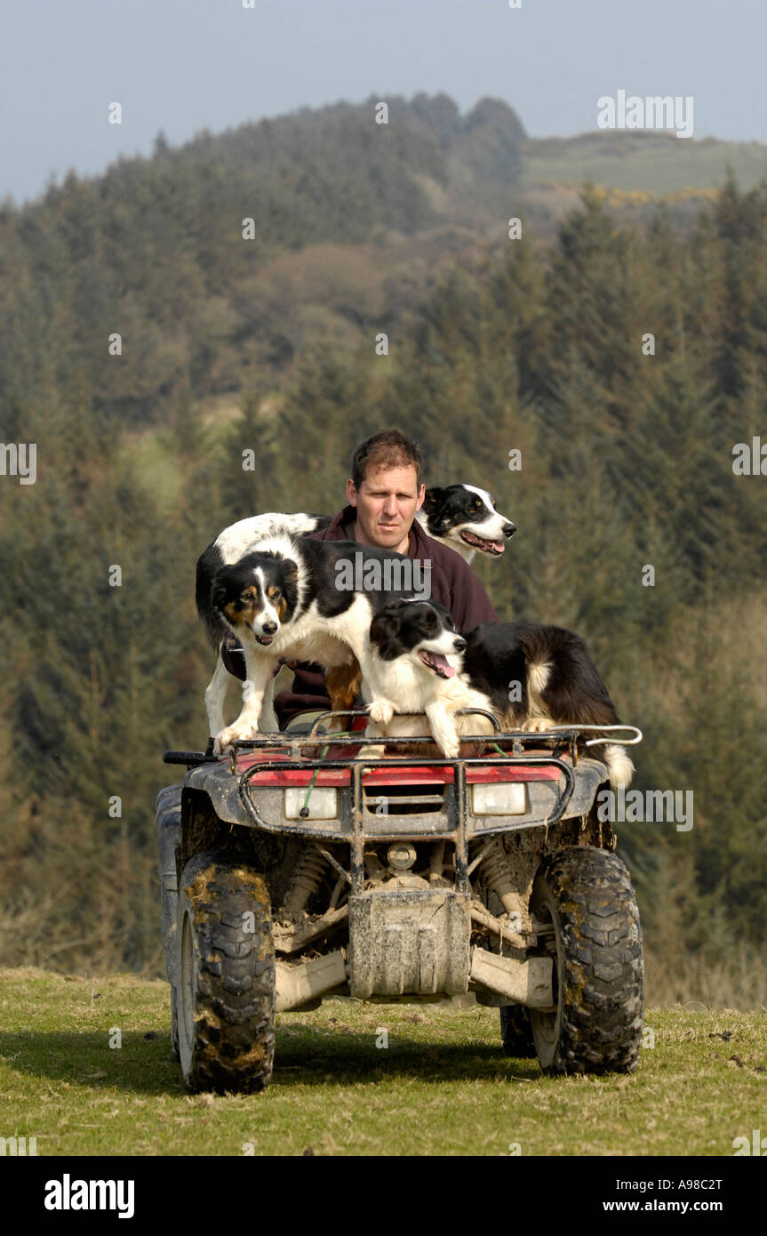 famous english shepherd David Kennard at work with his dogs and ...