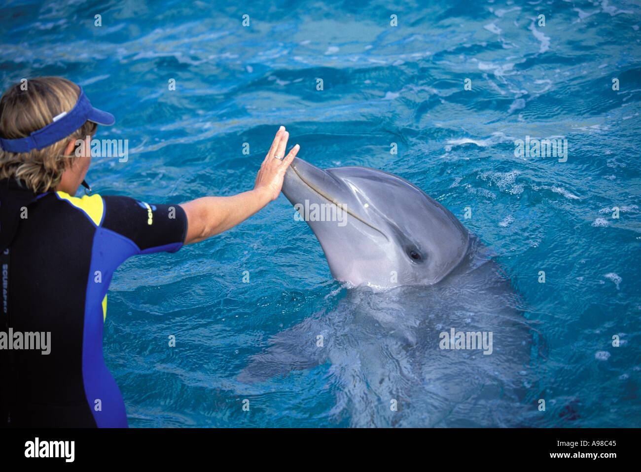 Curacao, Willemstad, Dolphin Academy Stock Photo - Alamy