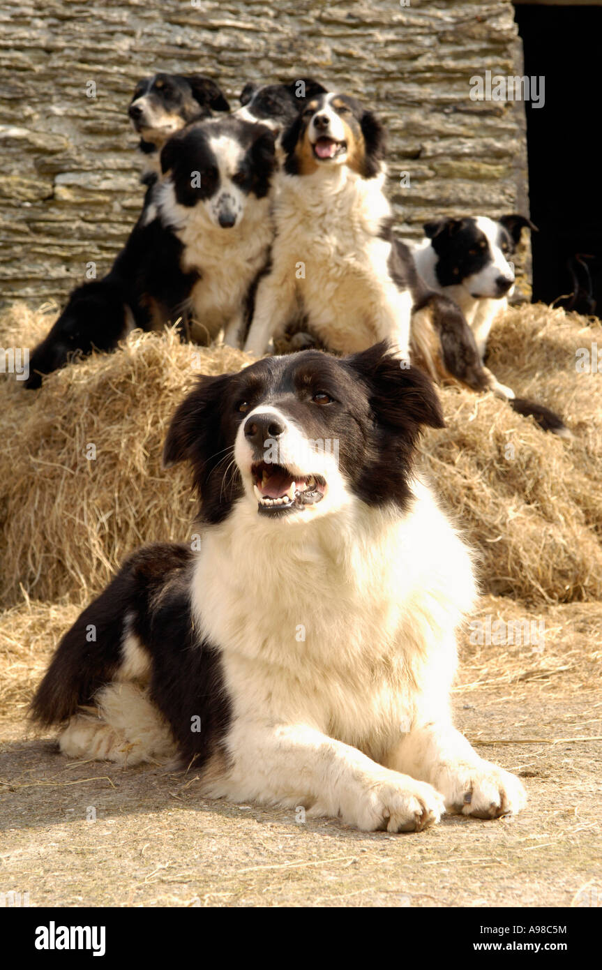 portait of mist the sheepdog at work during lambing season on famous ...