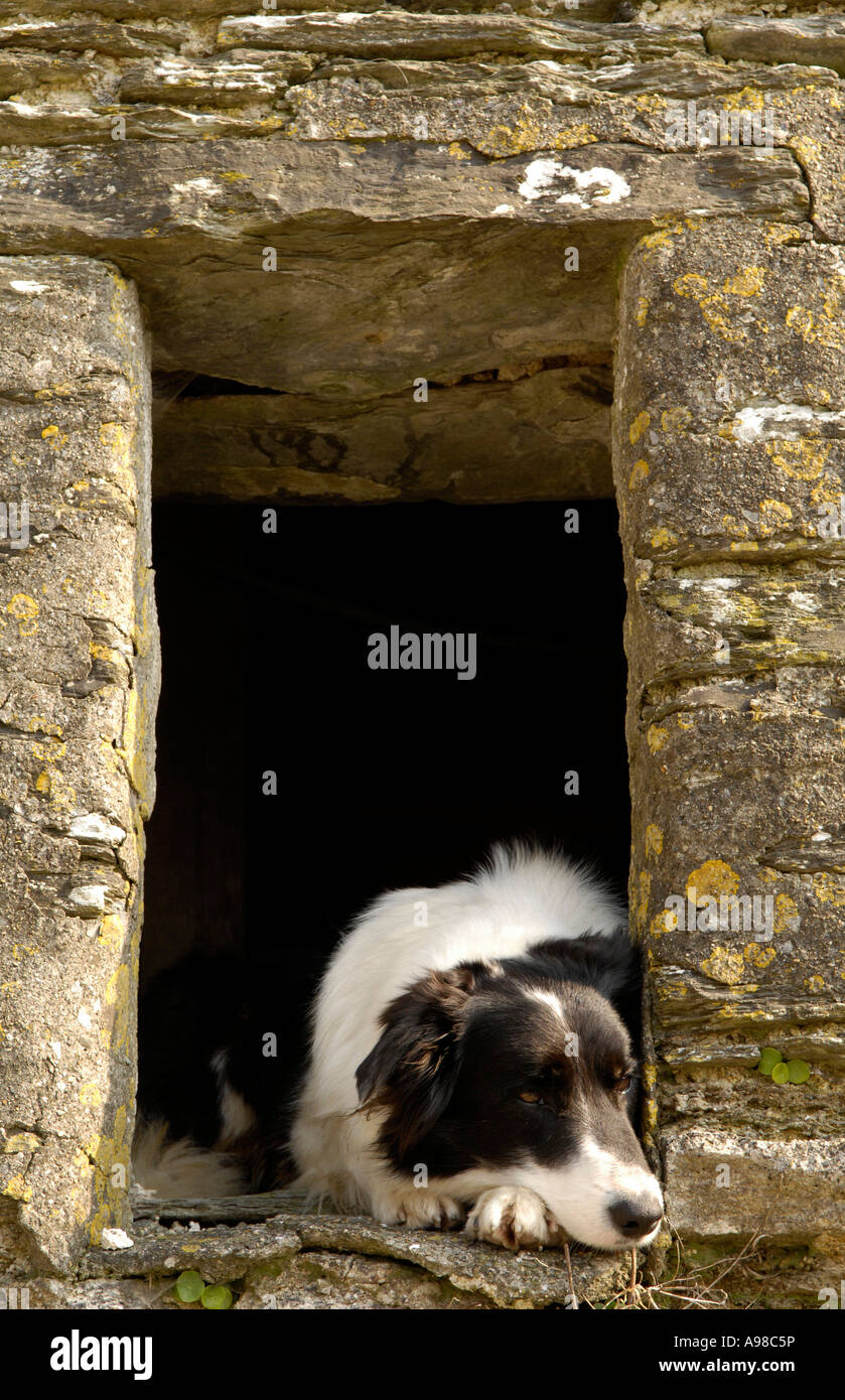 portait of sheepdog sleeping at work during lambing season on famous ...