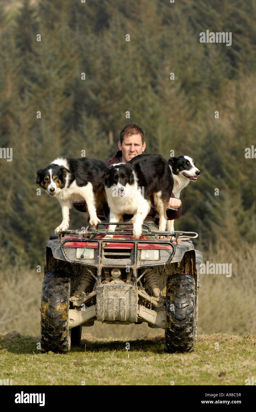 Devon farmer David Kennard at work with his dogs at Mortehoe ...