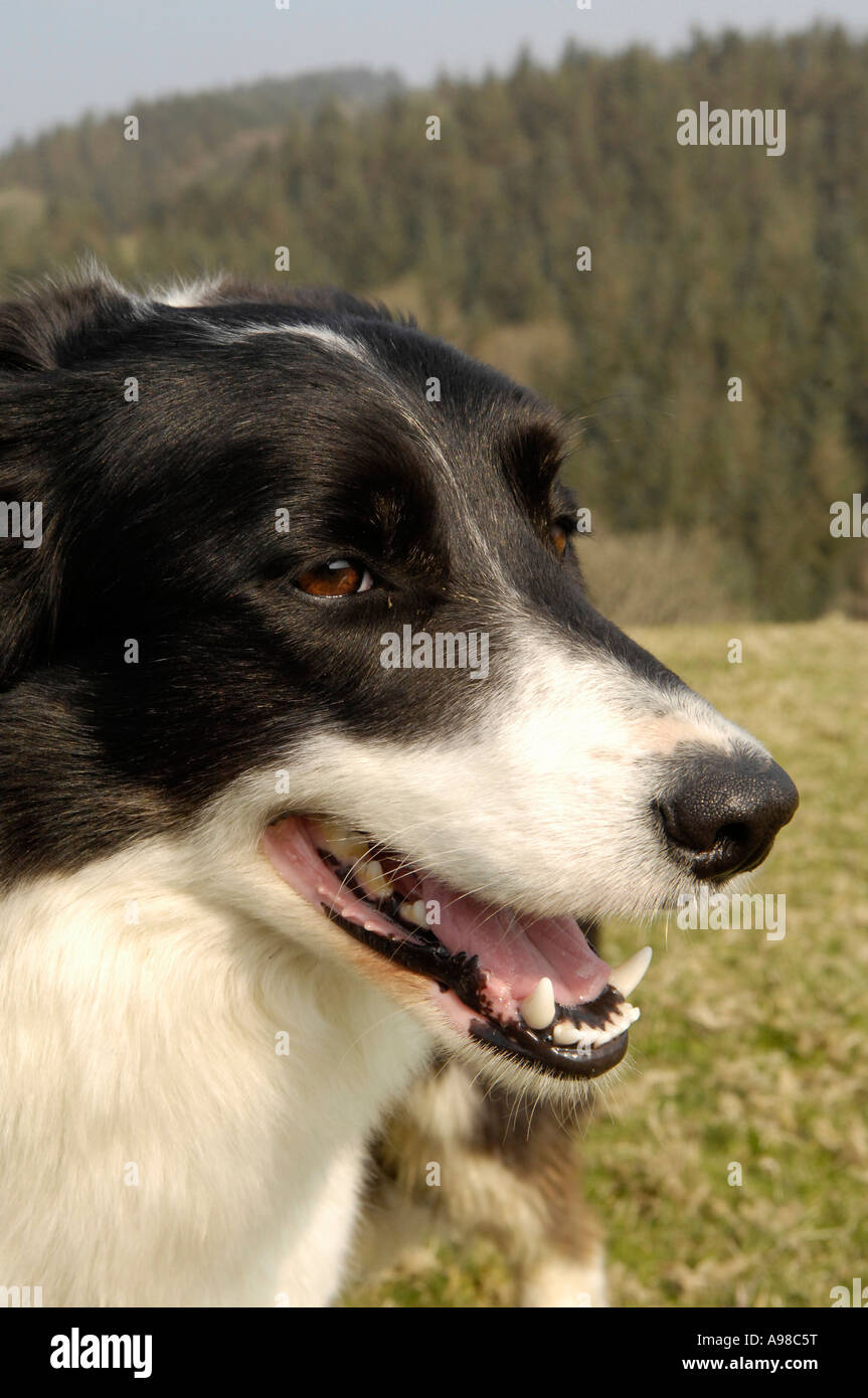 portait of sheepdog at work during lambing season on famous english ...