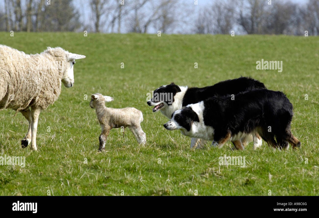 Mist the sheepdog and Gail watch newborn lambs on famous english ...