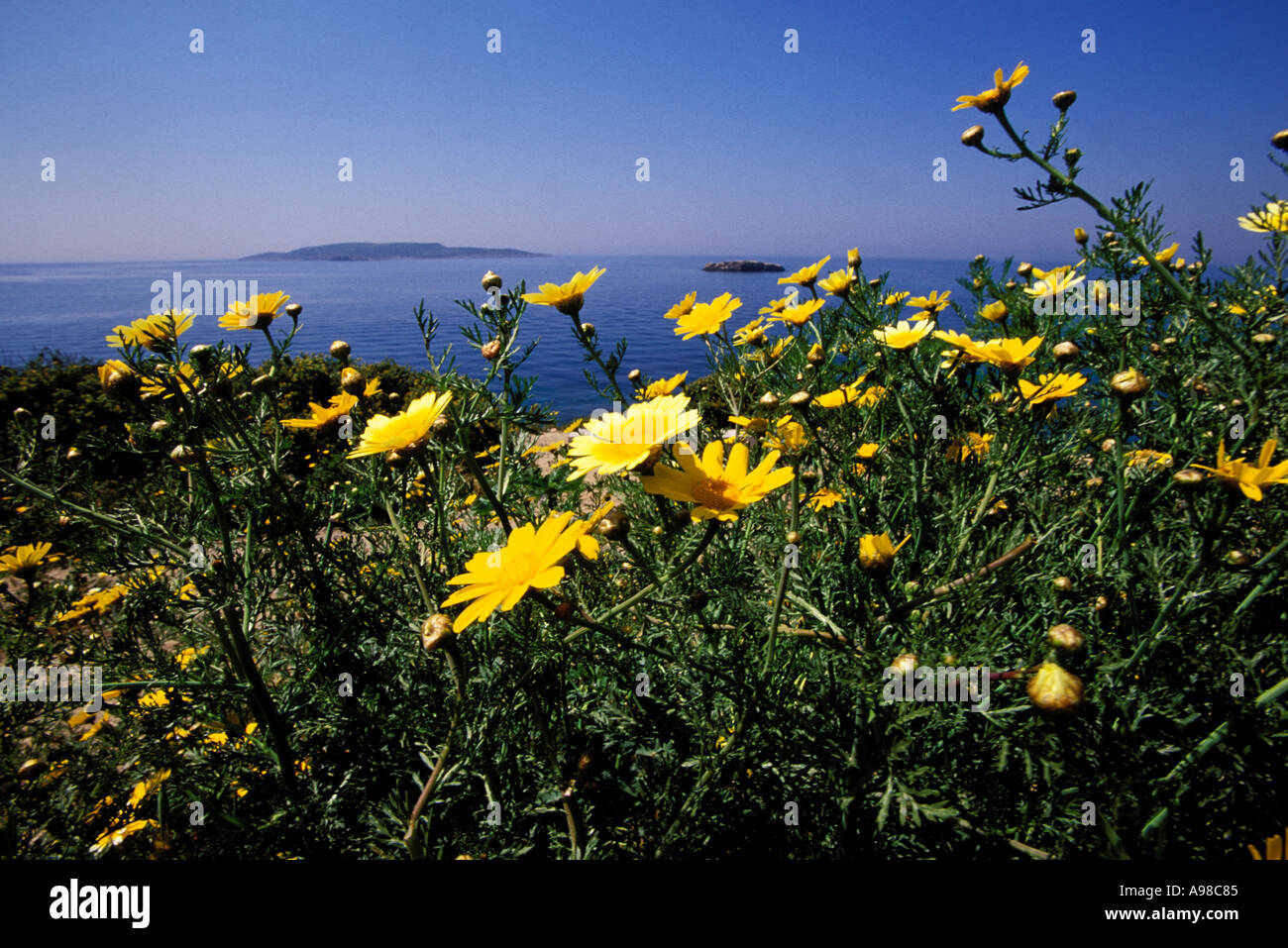 Greece, Attica, Vouliagmeni, Shoreline wildflowers Stock Photo - Alamy