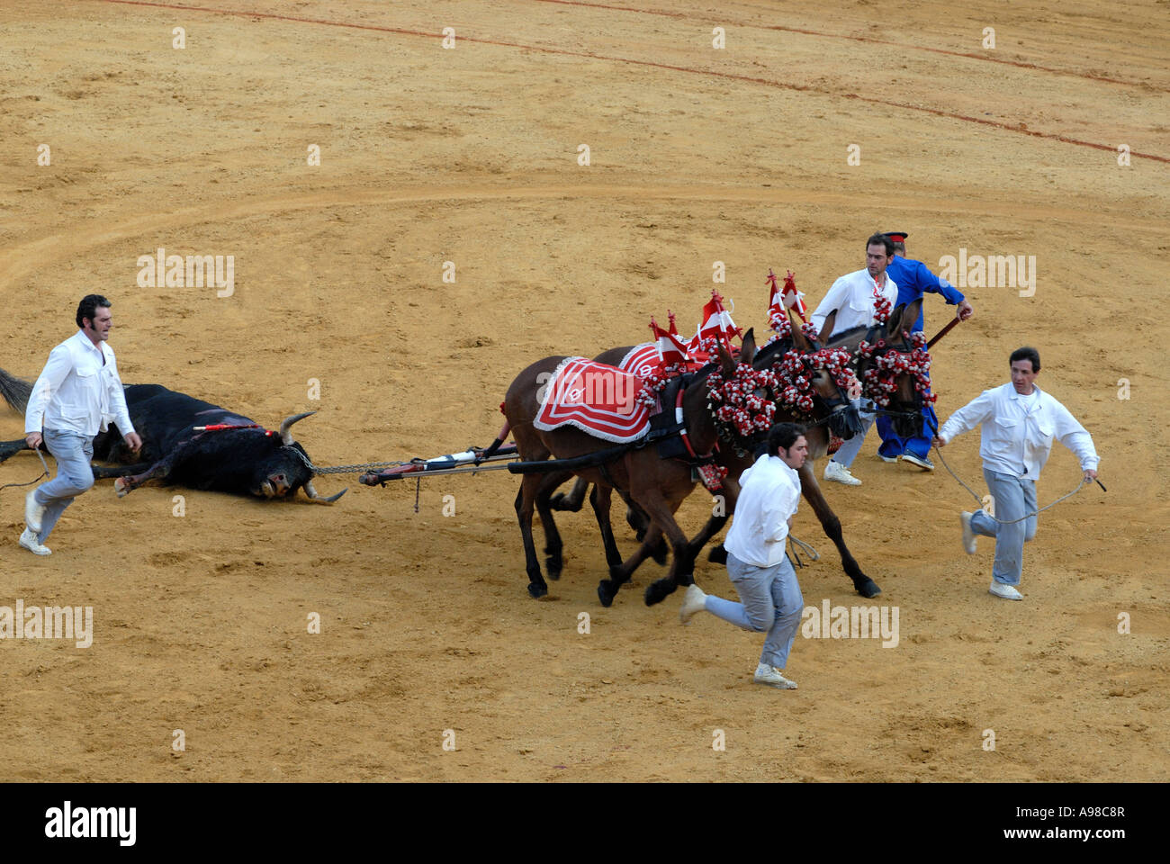 Dead bull being drugged out of bullring after bullfight Stock Photo - Alamy