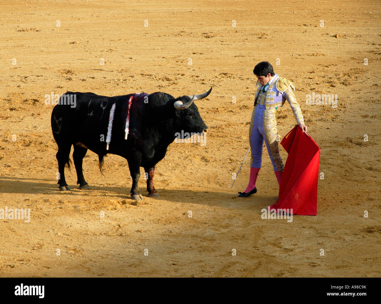 Bullfighter challenging bull hi-res stock photography and images - Alamy