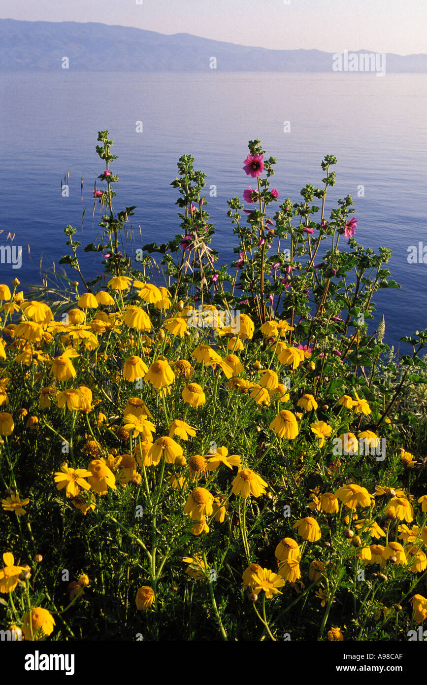 Greece, Hydra, Wildflowers on the coast Stock Photo - Alamy