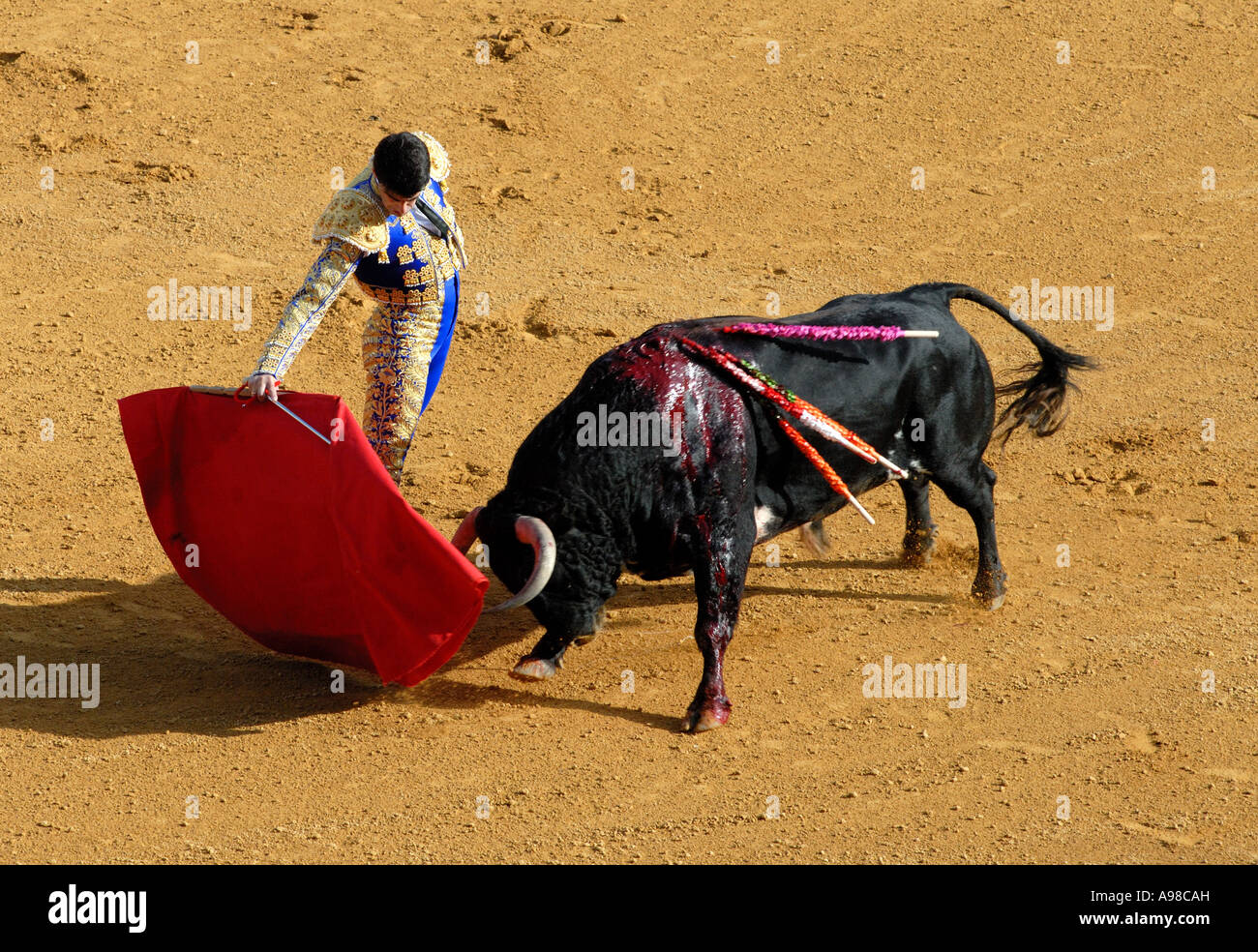 Bleeding the bull hi-res stock photography and images - Alamy