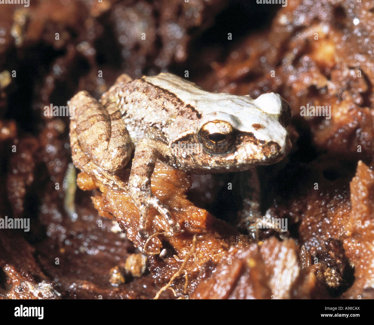 Frog hi-res stock photography and images - Alamy