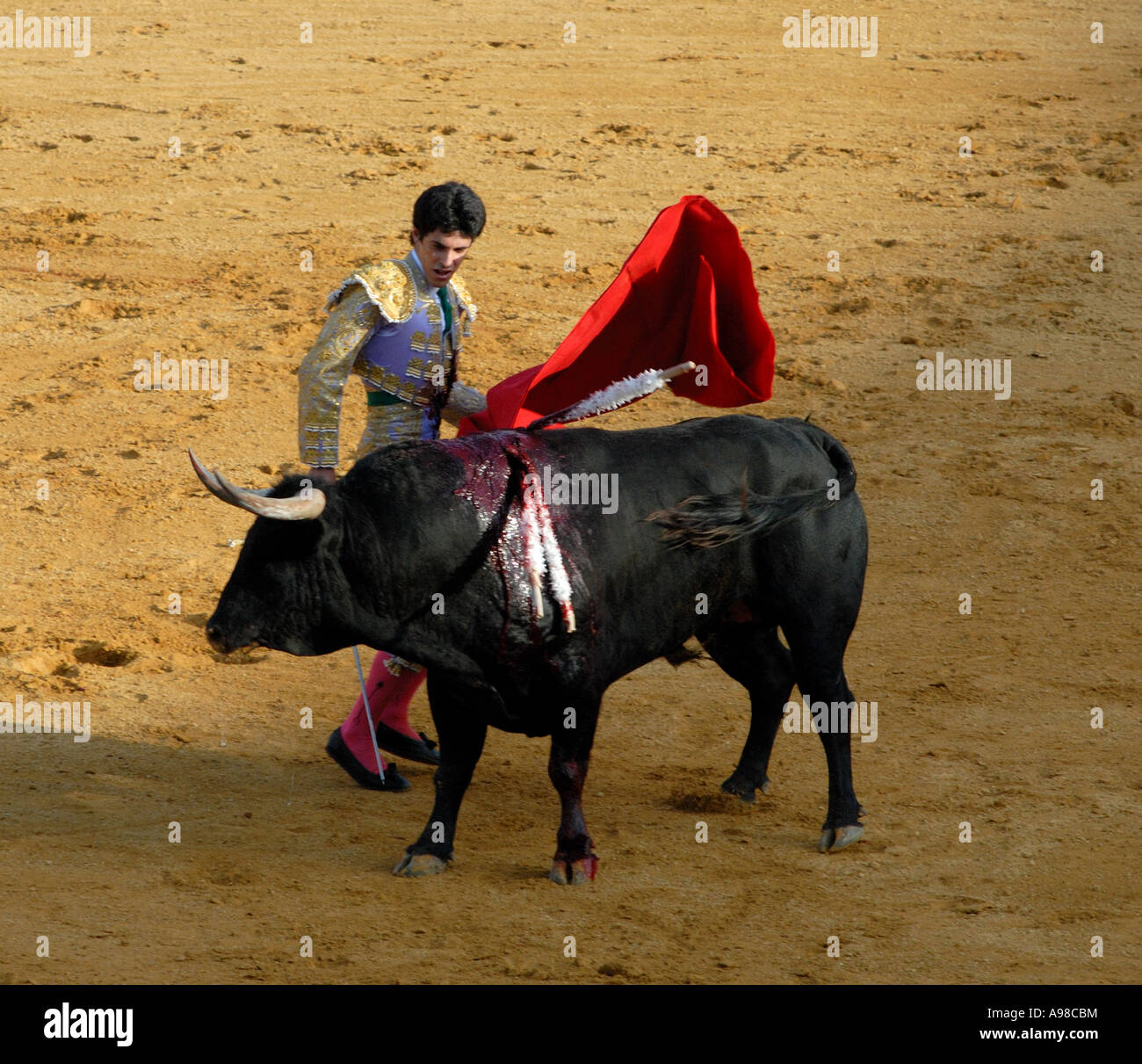 Bullfight in Seville Stock Photo - Alamy