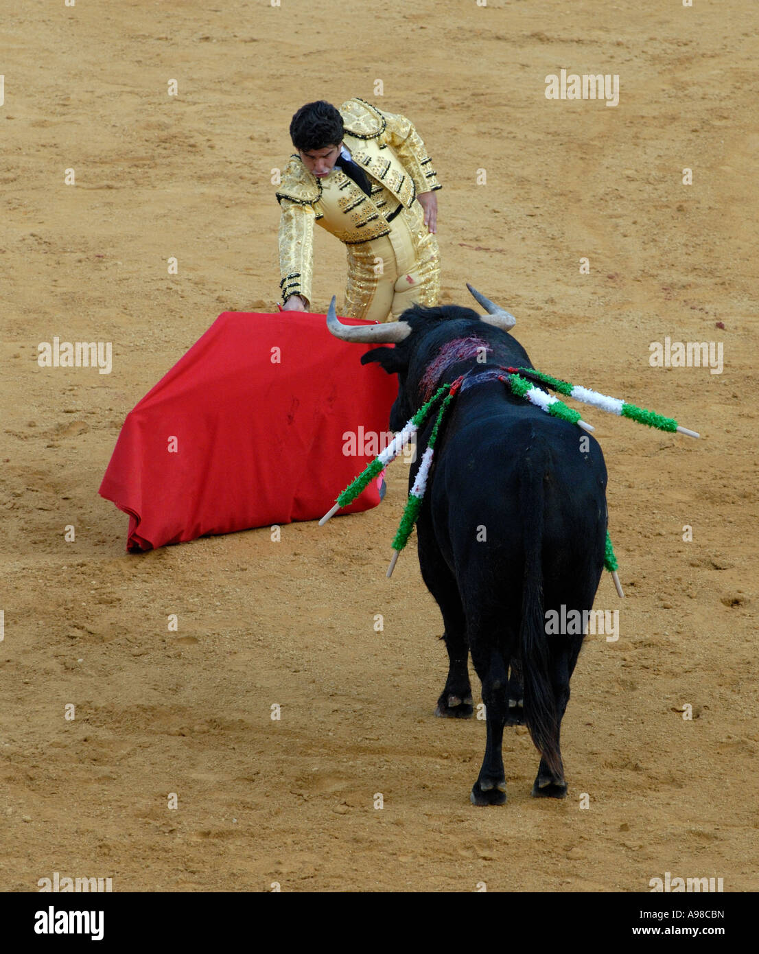 Exhausted bull hi-res stock photography and images - Alamy
