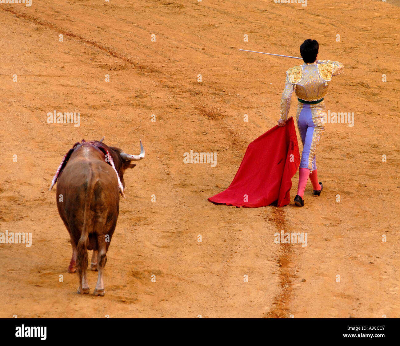 Bullfighter turning back on bull, Seville Stock Photo - Alamy