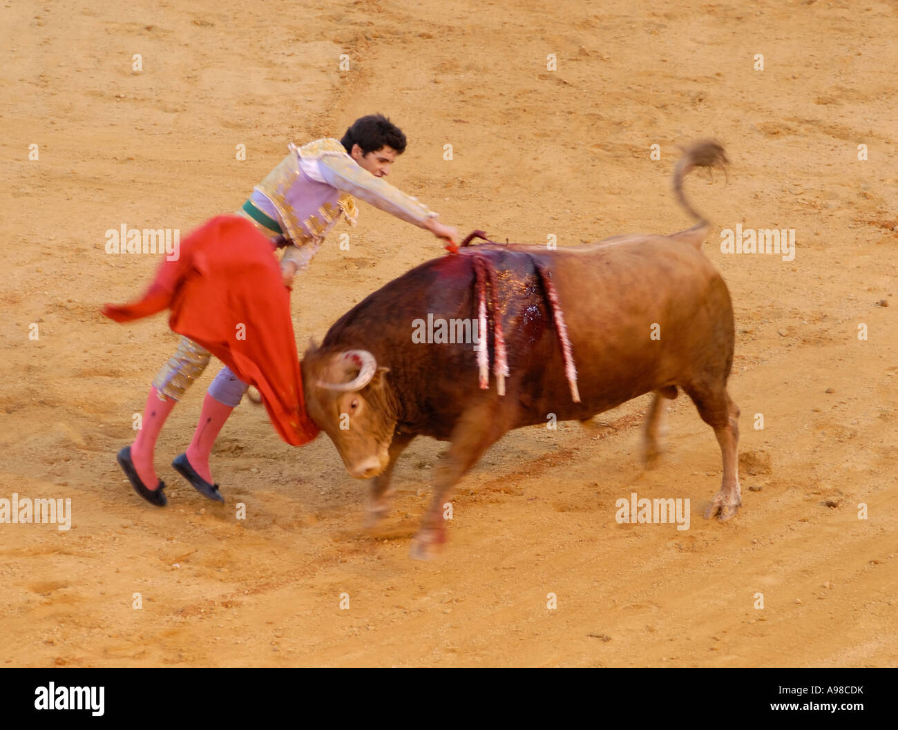 Matador plunging his sword into bull, Seville bullfight Stock Photo - Alamy