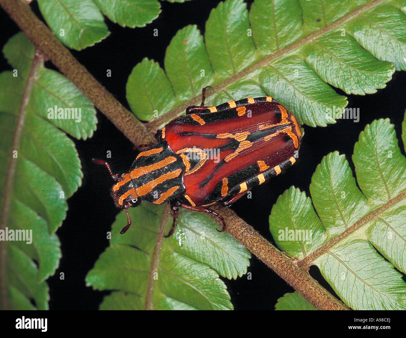 Euselates sp rose chafer beetle Stock Photo - Alamy
