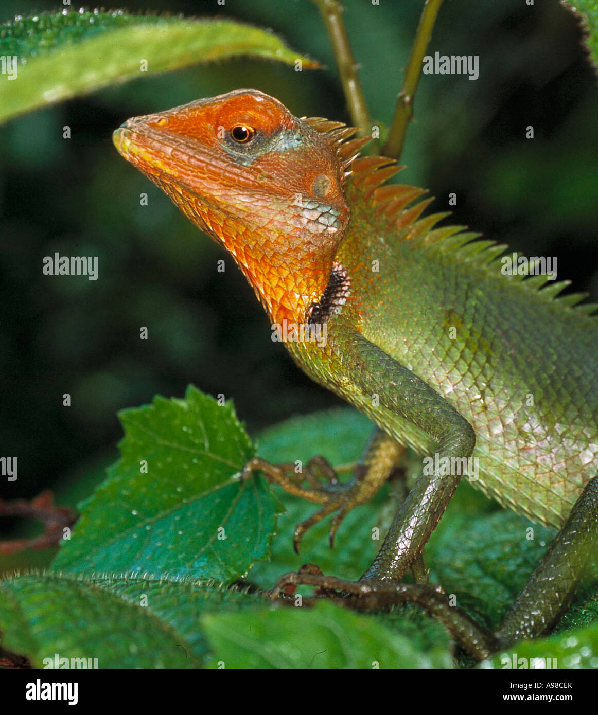 Calotes calotes agamid lizard Stock Photo - Alamy