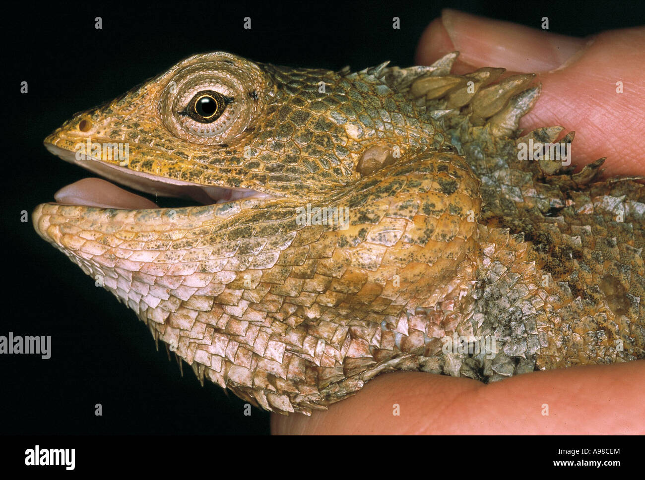 Calotes versicolor agamid lizard Stock Photo - Alamy