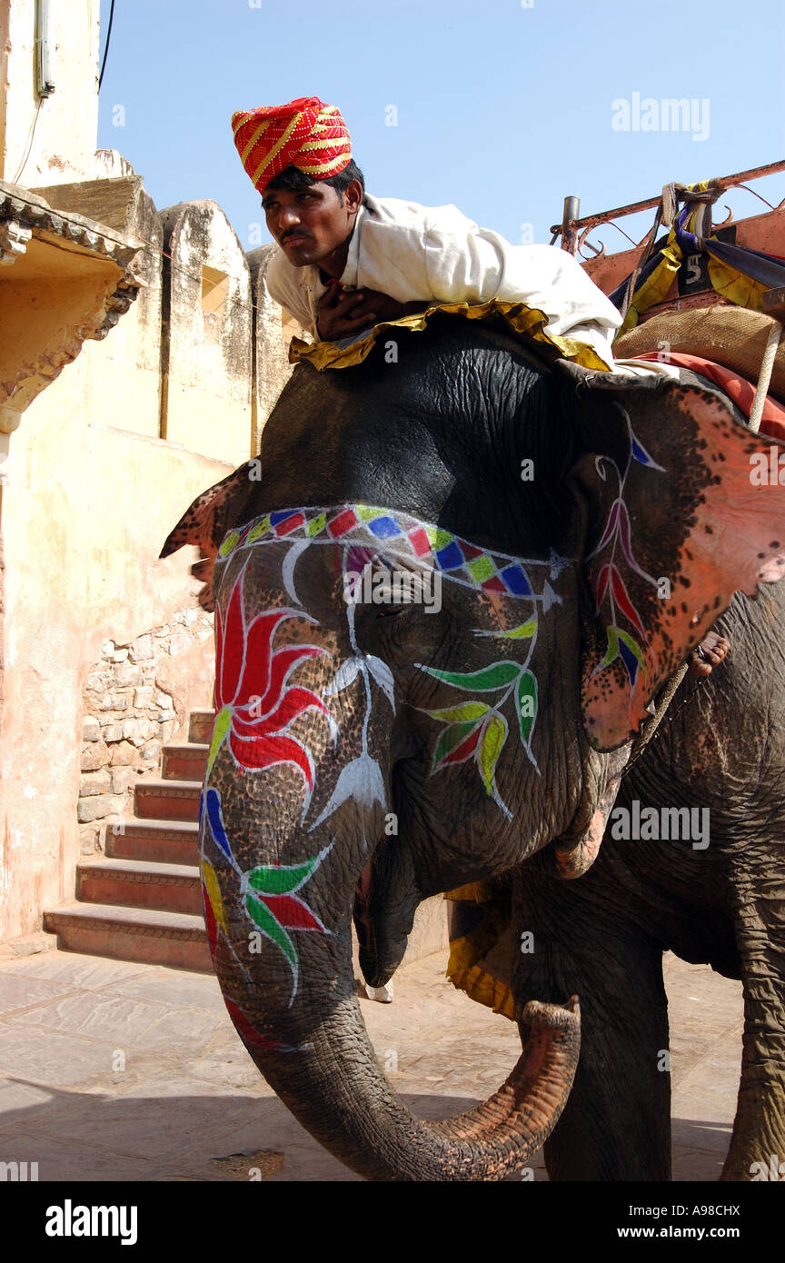 An elephant and its rider in jaipur hi-res stock photography and images ...