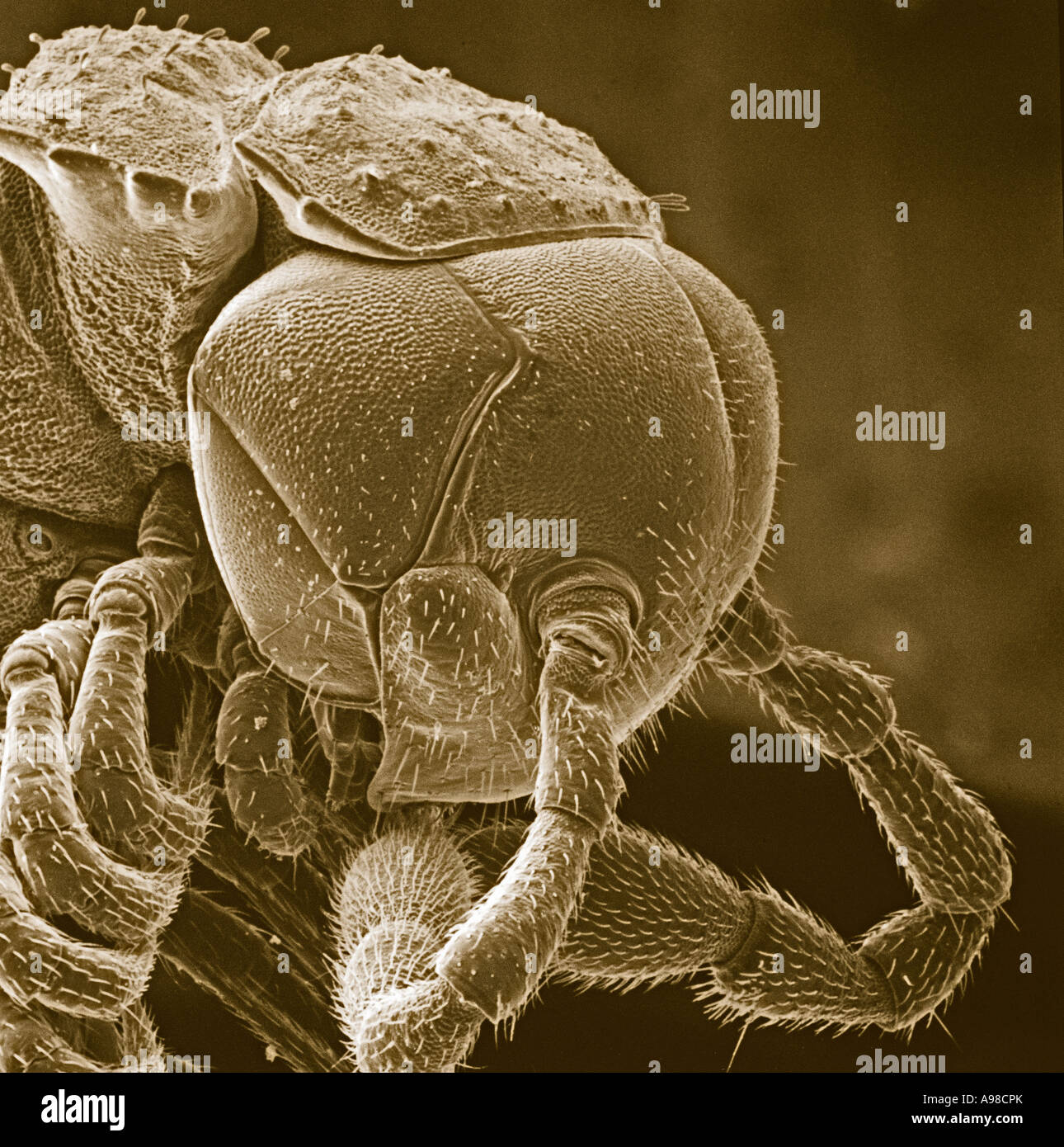 Diplopoda sp plate millipede Stock Photo - Alamy