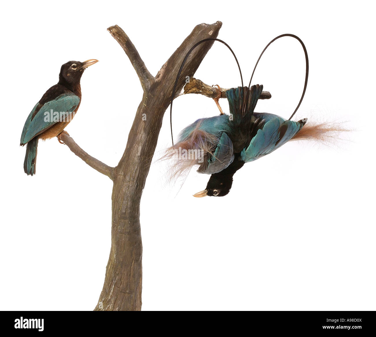 Paradisaea rudolphi blue bird paradise Cut Out Stock Images & Pictures ...