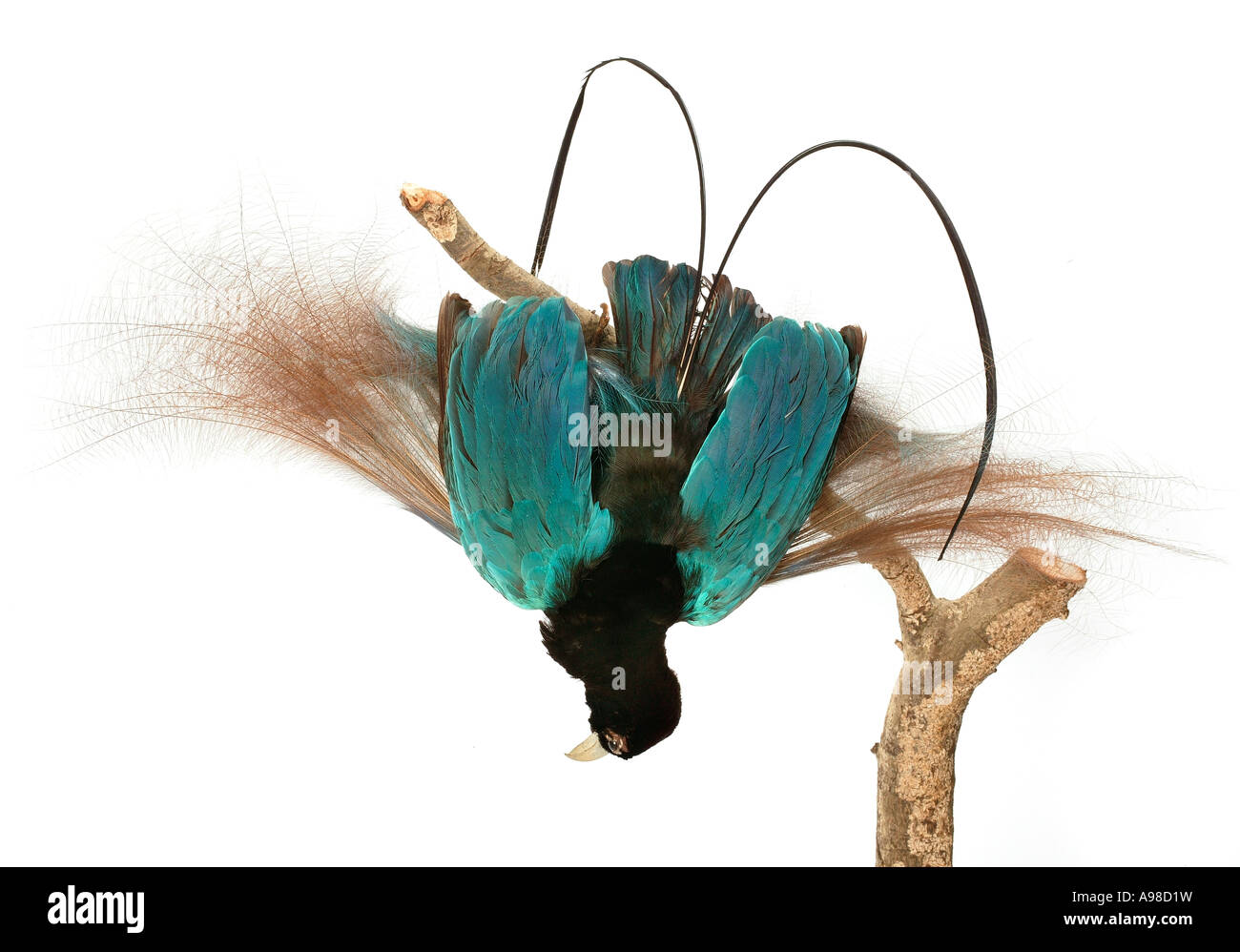 Blue bird of paradise Cut Out Stock Images & Pictures - Alamy