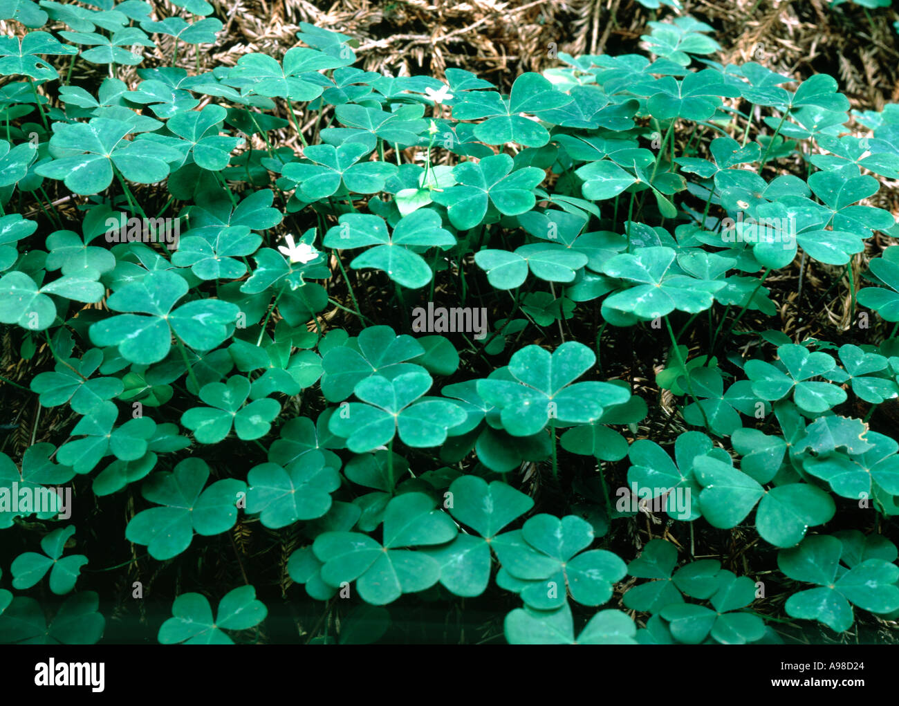 Clover growing along the Coquille River in the rain forest on the ...