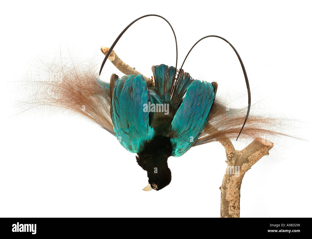 Paradisaea rudolphi blue bird paradise hi-res stock photography and ...