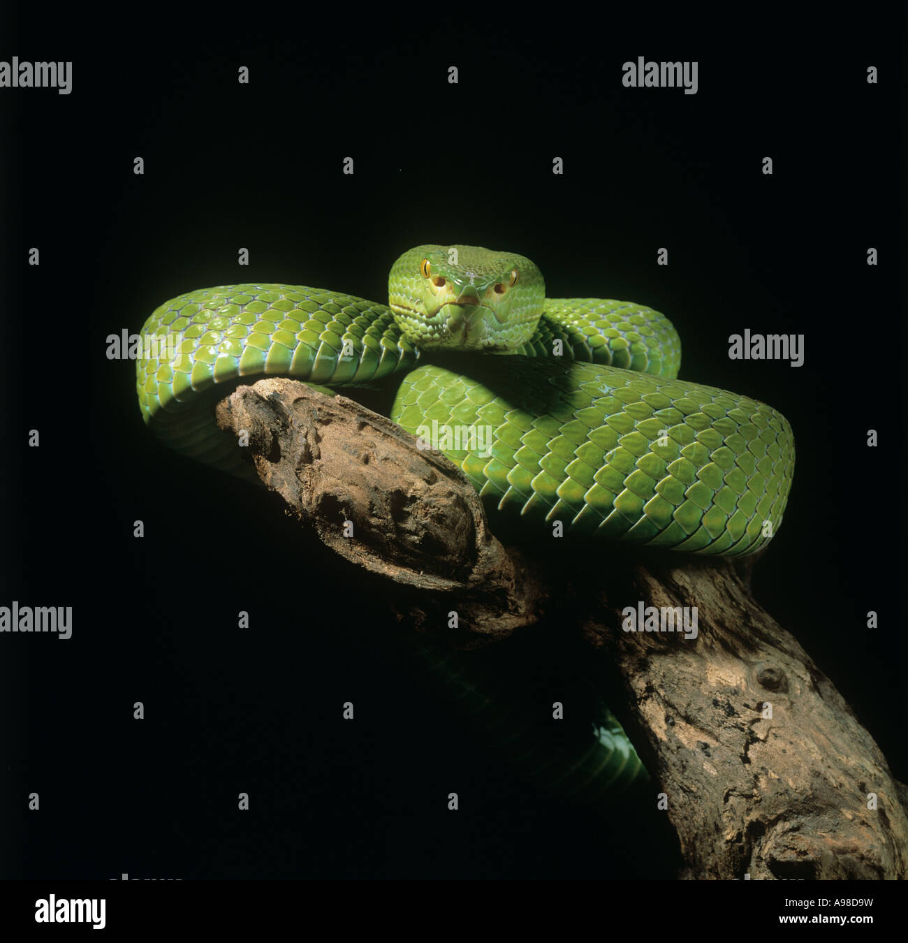 Bamboo pit viper snake hi-res stock photography and images - Alamy