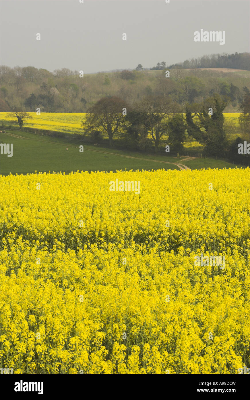 A spring scene from Stane Street, West Sussex, England, UK Stock Photo ...
