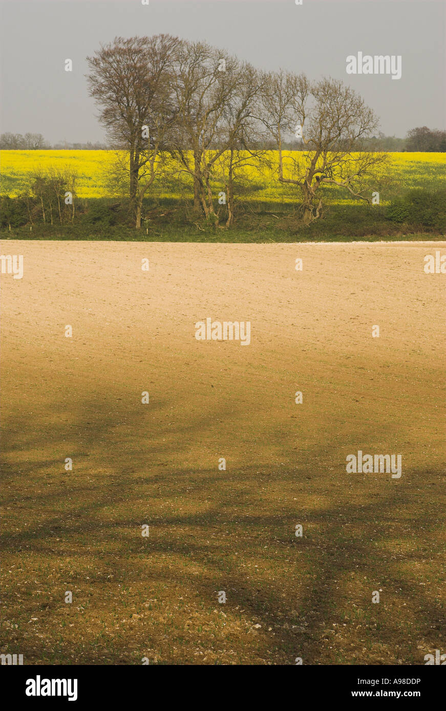 A spring scene from Stane Street, West Sussex, England, UK Stock Photo ...