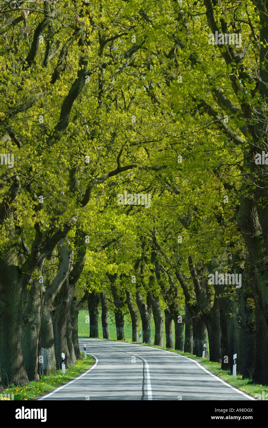 Tall trees lined road hi-res stock photography and images - Alamy