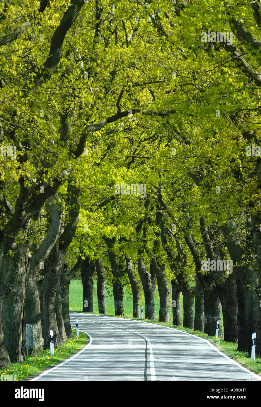 Tall tree lined country road hi-res stock photography and images - Alamy
