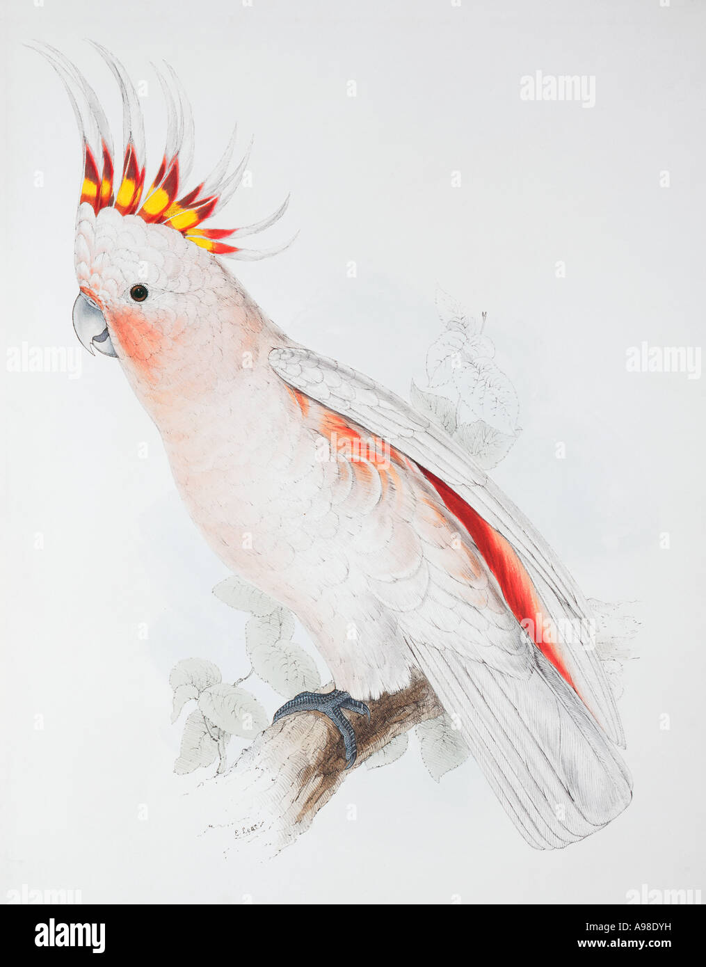 Major mitchells cockatoo cacatua leadbeateri hi-res stock photography ...