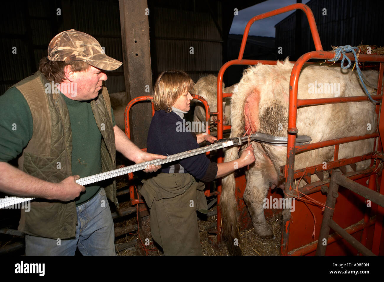 Cow Giving Birth Calf High Resolution Stock Photography and Images - Alamy