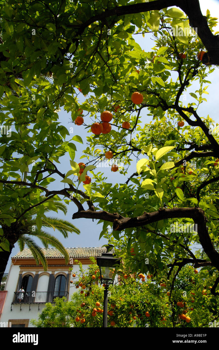 Orange trees in Seville Stock Photo - Alamy