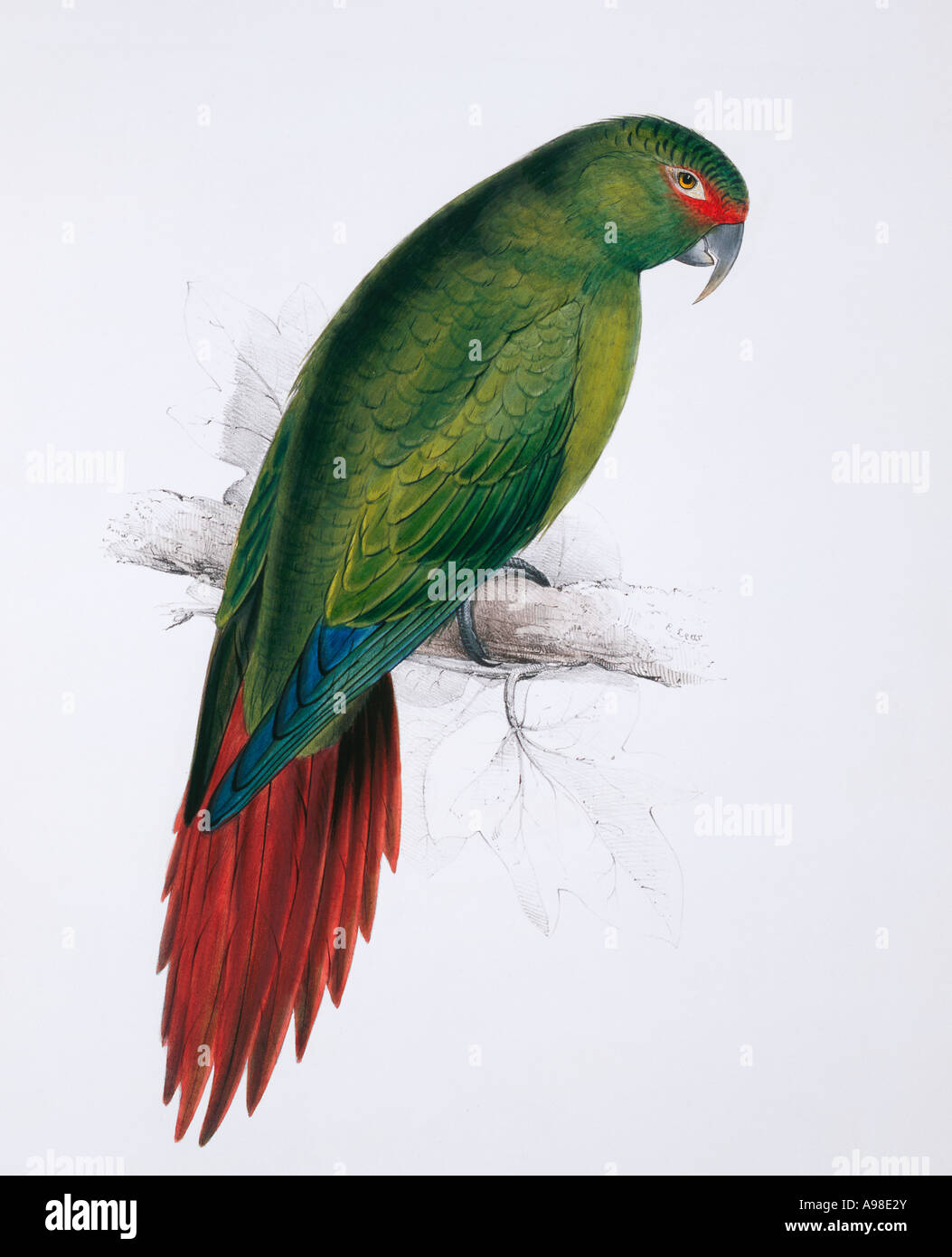 Enicognathus leptorhynchus slender billed parakeet Stock Photo - Alamy