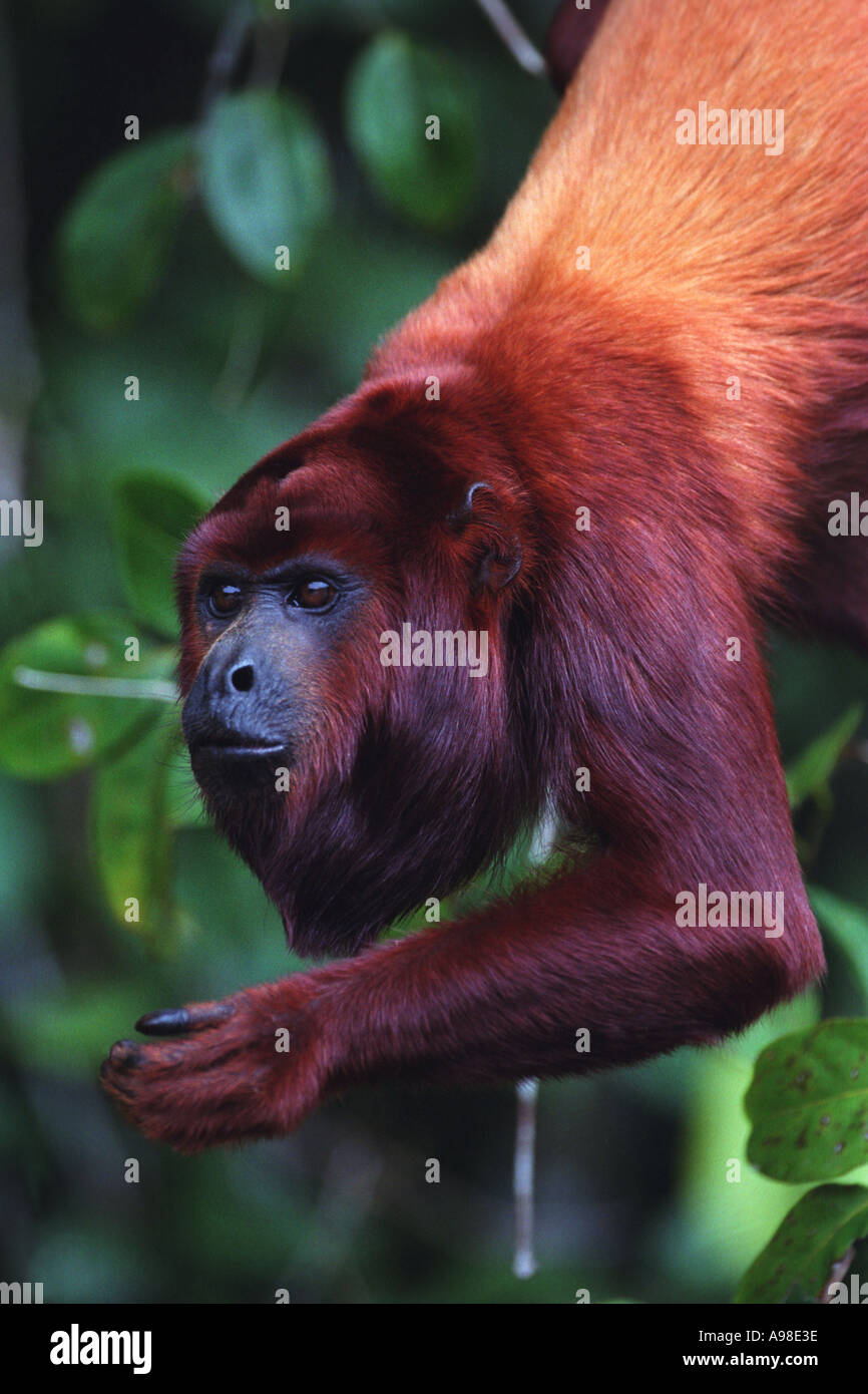 Red Howler Monkey Alouatta seniculus Hanging Down Amazon River Basin ...