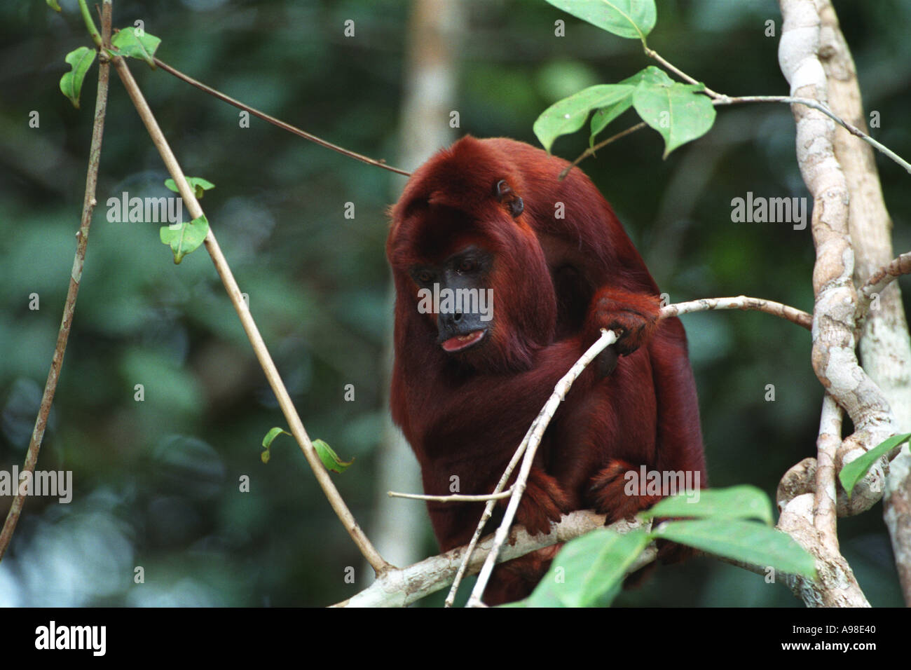 Red Howler Monkey Alouatta seniculus Watching Amazon River Basin Peru ...