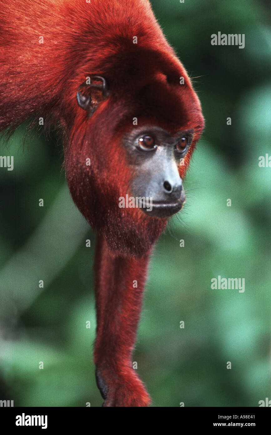 Red Howler Monkey Alouatta seniculus Hanging Down Amazon River Basin ...