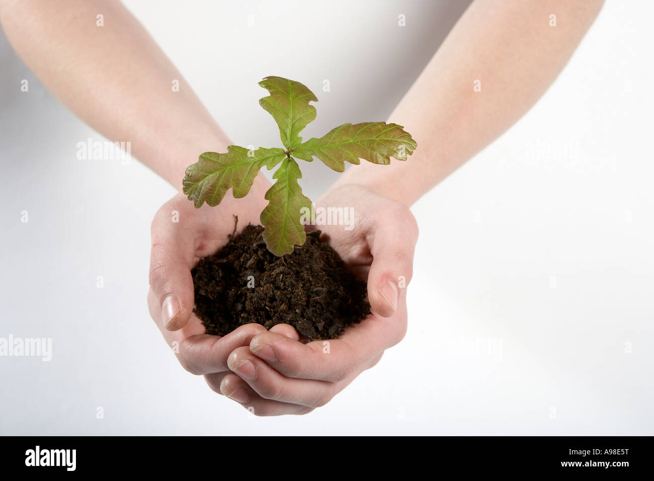 Oak tree sapling in hands The world in our hands The environment in our ...