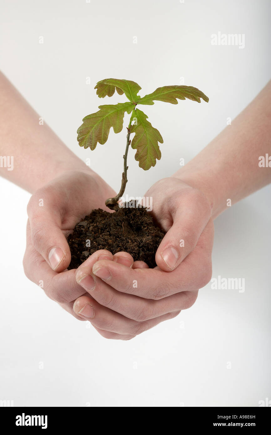 Oak tree sapling in hands The world in our hands The environment in our ...