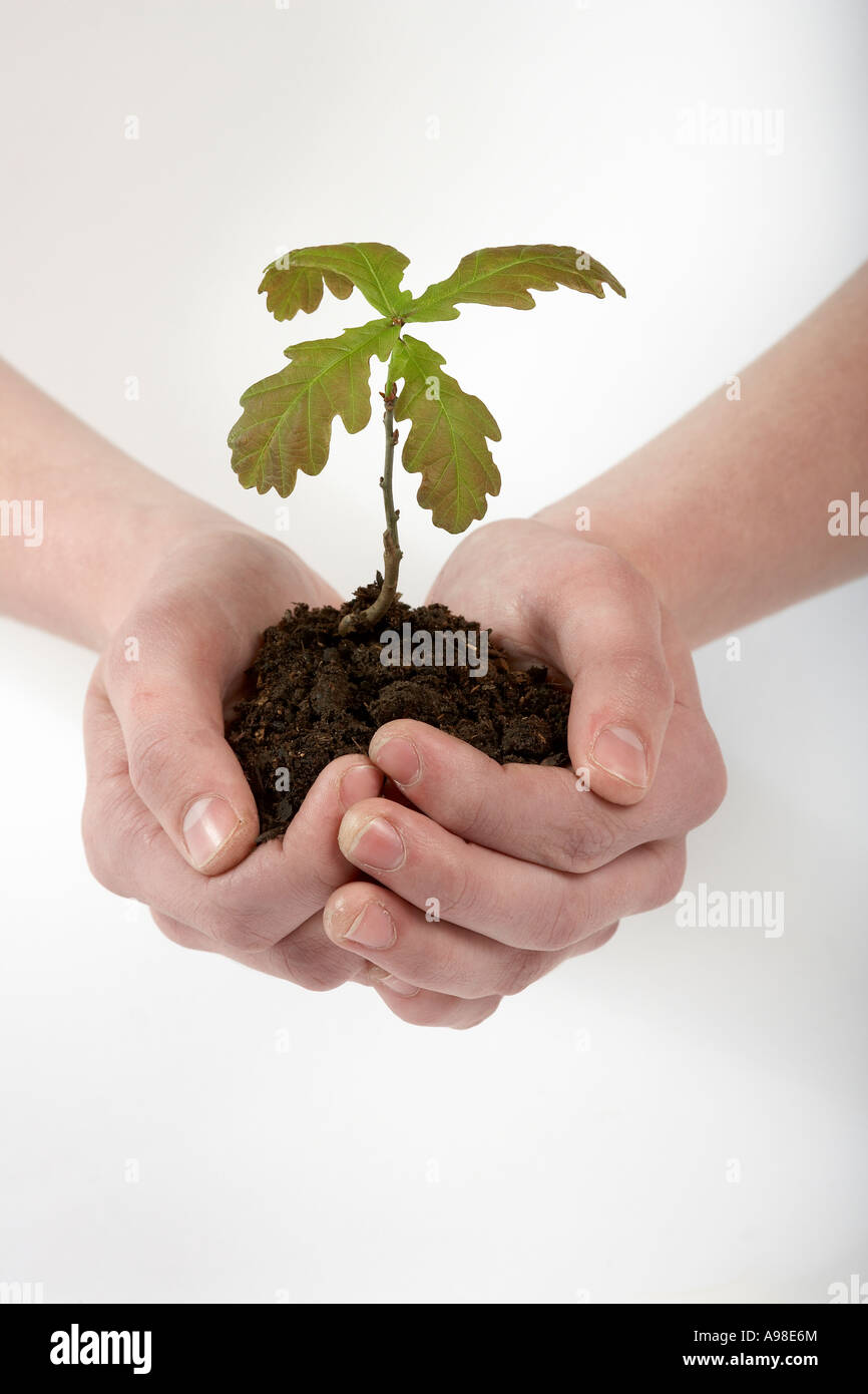 Oak tree sapling in hands The world in our hands The environment in our ...