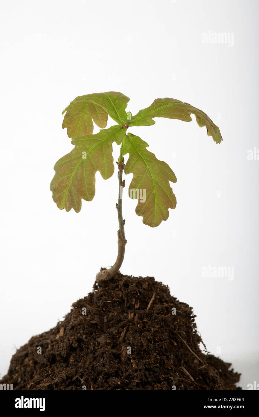 Oak tree sapling in soil against a white background Stock Photo - Alamy